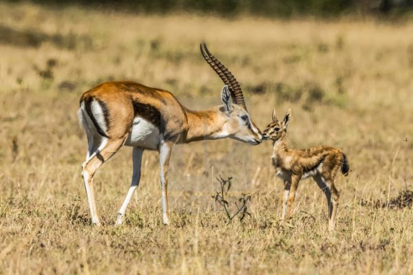 8 Days The Great Wildebeest Calving Migration Safari with Cultural Hike ...